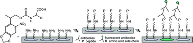 Light-directed maskless synthesis of peptide arrays using photolabile ...