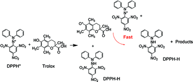 Kinetics of the reaction between the antioxidant Trolox® and the free ...
