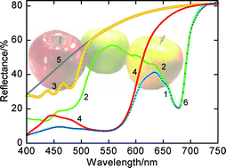 Modeling pigment contributions to spectral reflection of apple fruit ...