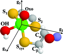 Investigation of the coordination structures of the molybdenum(v) sites ...