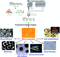 Microencapsulation using natural polysaccharides for drug delivery and ...