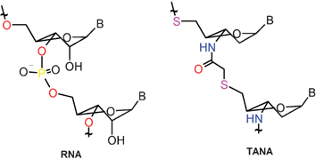 Sugar–thioacetamide backbone in oligodeoxyribonucleosides for specific ...