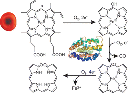 Structure and catalytic mechanism of heme oxygenase - Natural Product ...