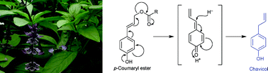 Chavicol formation in sweet basil (Ocimum basilicum): cleavage of an ...