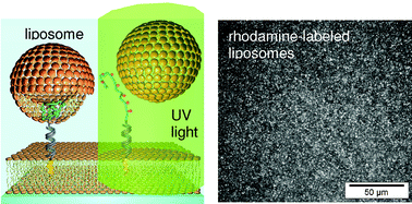 Light-regulated release of liposomes from phospholipid membranes via ...
