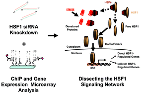 Genome-wide analysis of human HSF1 signaling reveals a transcriptional ...