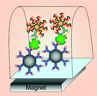 A bio-barcode assay for on-chip attomolar-sensitivity protein detection ...