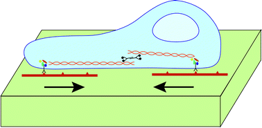 Soft matters in cell adhesion: rigidity sensing on soft elastic ...