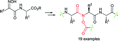 N-Hydroxy and N-acyloxy peptides: synthesis and chemical modifications ...