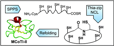 Total synthesis of the macrocyclic cysteine knot microprotein MCoTI-II ...