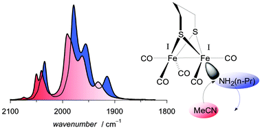 Dynamic ligation at the first amine-coordinated iron hydrogenase active ...