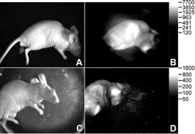 Imaging gene expression in live transgenic mice after providing ...
