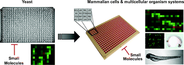 Towards high-throughput characterization of small molecule mechanisms ...