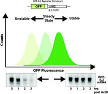 A GFP-based assay for monitoring post-transcriptional regulation of ARE ...