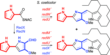Elucidation of the Streptomyces coelicolor pathway to 4-methoxy-2,2 ...