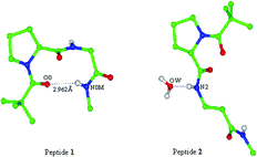 Structural studies of model peptides containing β-, γ- and δ-amino ...