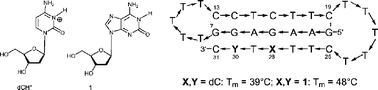 pH-Independent triplex formation: hairpin DNA containing isoguanine or ...