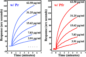 Differential interactions of phytochrome A (Pr vs. Pfr) with monoclonal ...