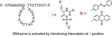 Enhancement of RNA cleavage activity of 10–23 DNAzyme by covalently ...
