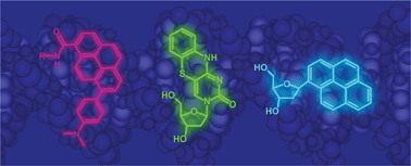 Fluorescent DNA base replacements: reporters and sensors for biological ...