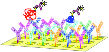 A novel antibody microarray format using non-covalent antibody ...