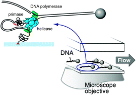 Single-molecule studies of complex systems: the replisome - Molecular ...