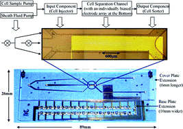 Continuous dielectrophoretic cell separation microfluidic device - Lab ...
