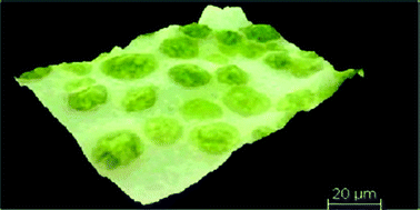 Algae biocers: astaxanthin formation in sol–gel immobilised living ...