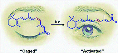 Regulating gene expression with light-activated oligonucleotides ...