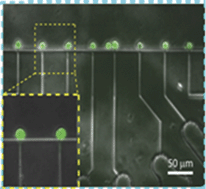 Single-cell electroporation arrays with real-time monitoring and ...