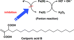 Redox silencing of the Fenton reaction system by an alkylitaconic acid ...