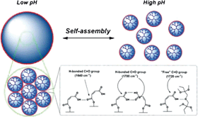 pH-responsive self-assembly of carboxyl-terminated hyperbranched ...