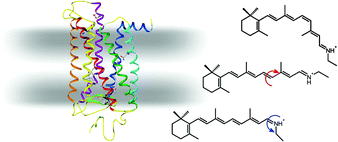 Structural and functional properties of metarhodopsin III: Recent ...