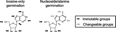 Differential nucleoside recognition during Bacillus cereus 569 (ATCC ...
