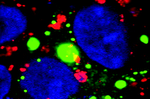 Dishevelled: a protein that functions in living cells by phase ...