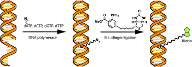 A nucleoside triphosphate for site-specific labelling of DNA by the ...