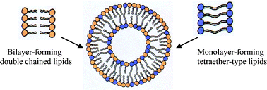 Archaeosomes based on synthetic tetraether-like lipids as novel ...