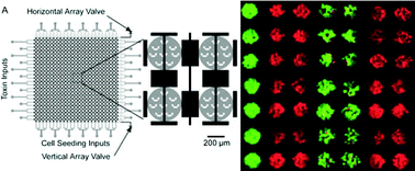 High-density microfluidic arrays for cell cytotoxicity analysis - Lab ...