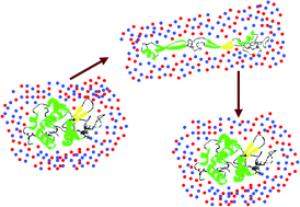 Reversible folding–unfolding, aggregation protection, and multi-year ...