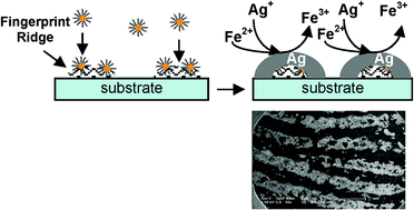 Application of nanoparticles for the enhancement of latent fingerprints ...