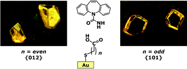 Effect of alkyl chain parity on the face-selective crystal growth of a ...