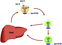 The physiological and molecular regulation of lipoprotein assembly and ...