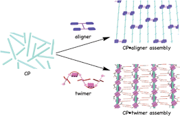 Toward the alignment of conjugated polymers into anisotropically ...