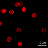 Study on high-efficiency fluorescent microcapsules doped with europium ...
