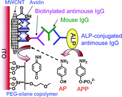 Amperometric immunosensing using an indium tin oxide electrode modified ...