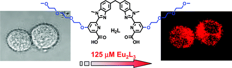 Luminescent lanthanide bimetallic triple-stranded helicates as ...