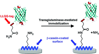 Exploring enzymatic catalysis at a solid surface: a case study with ...
