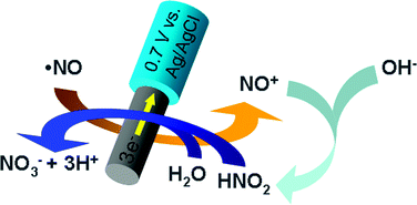 Electrochemical nitric oxide sensors for physiological measurements ...