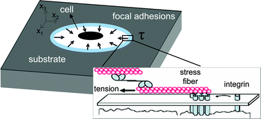 Cell morphology and migration linked to substrate rigidity - Soft ...