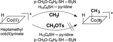 Model studies for the thiol-mediated methyl transfer to corrinoids ...